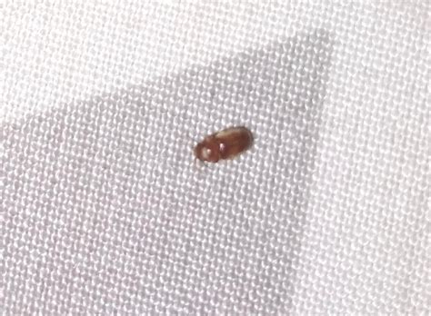 Found This On My Bed What Is This Bug R Whatisthisbug
