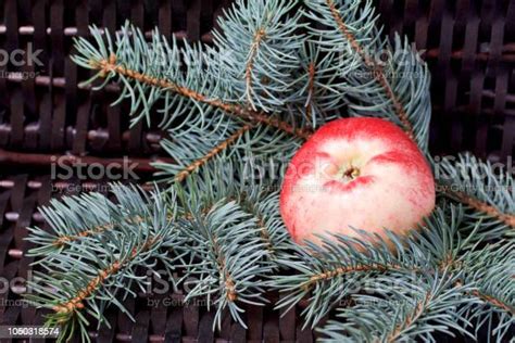 블루 스프루 스와 잘 익은 향기로운 사과의 지점입니다 에 대 한 고리 버들 세공 덩굴의 배경 가문비나무에 대한 스톡 사진 및 기타 이미지 Istock