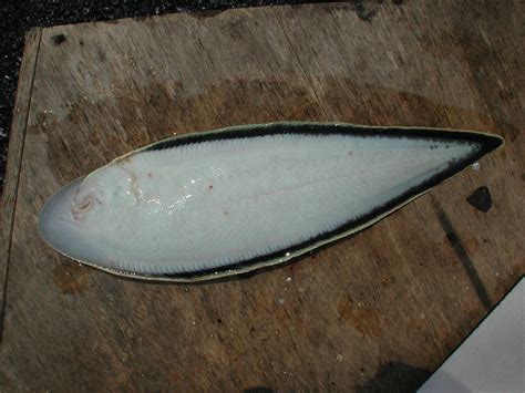 シタビラメウシノシタ 西潟正人の魚道場 弁慶丸 鮮魚通販