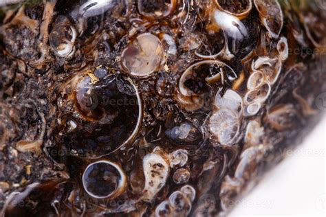 Macro Mineral Agate Fossil Fossilized With Fossilized Turtles On White