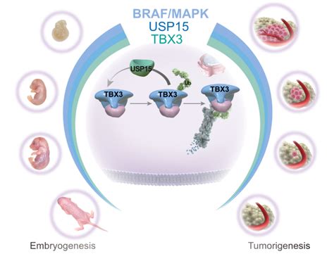 Nature子刊：转录因子tbx3的蛋白抑制再激活驱动braf Mapk介导的肿瘤发生生物科技健康一线资讯
