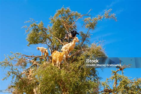 북아프리카 에사우이라로 가는 길에 아르간 나무에 올라간 클로벤 후프 염소 나무에 대한 스톡 사진 및 기타 이미지 Istock