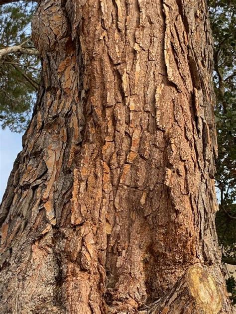 Pine Tree Bark Identification Winter Tree Identification Part Ii