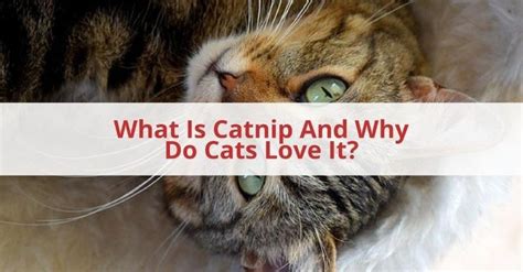 What Is Catnip And Why Do Cats Love It