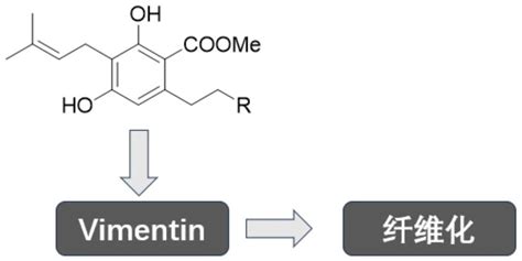 异戊烯取代的4 羟基水杨酸脂类衍生物及其制备方法与应用