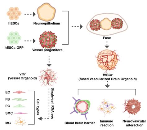 生命学院罗振革课题组成功建立血管化类脑器官