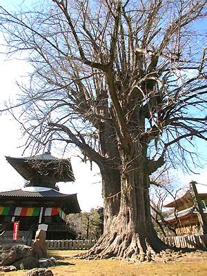 ばんな寺のイチョウ