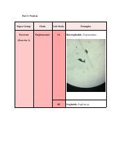 Protist And Fungi Assignment Pdf Part I Protists Super Group Clade Lab Study Examples