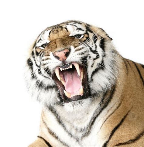 عکس های لخت و سکسی میسی ویلیامز آریا استارک