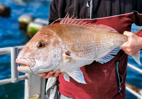 Snapper Species Guide