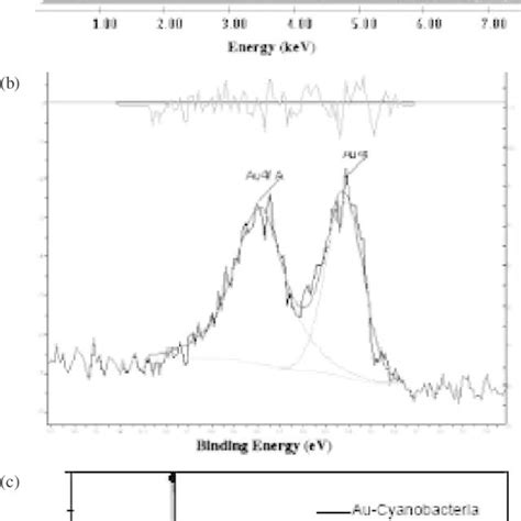 Tem Micrographs Of Cyanobacteria Thin Sections A Calothrix In Sterile