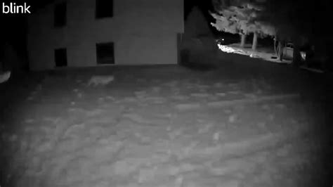 As A Fox Walked By My Camera Theres Weird Flashing In My Bedroom