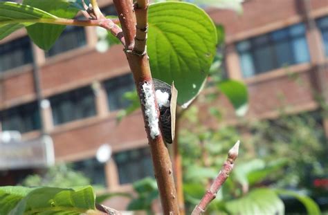 감로 분비 통해 그을음병 유발하는 해충