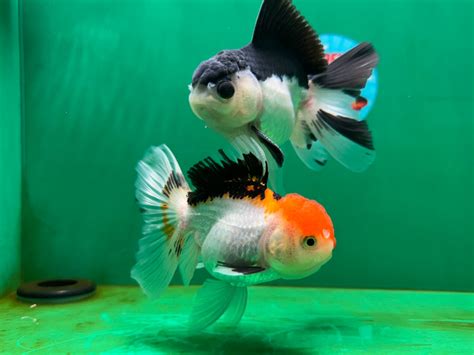 Couple Panda Male And Tricolor Female Oranda 45 Inches 053025co03