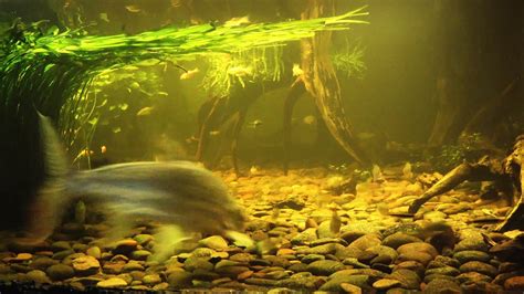 Striking Goliath Tigerfish Youtube