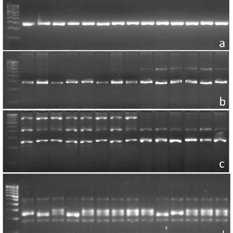 Hierarchical Cluster Analysis Based On Ssr Markers Profiling Of 14