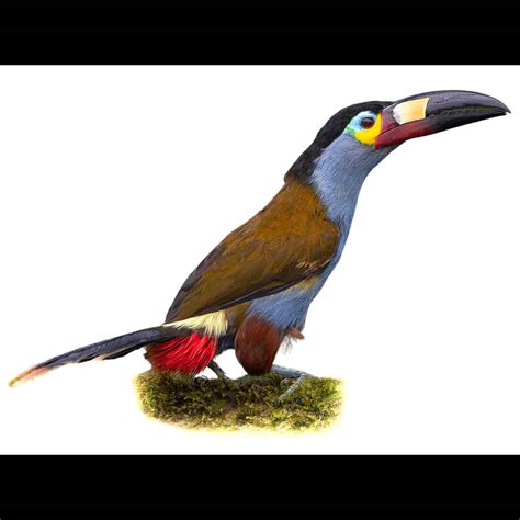 Plate Billed Mountain Toucan Andigena Laminirostris Identification
