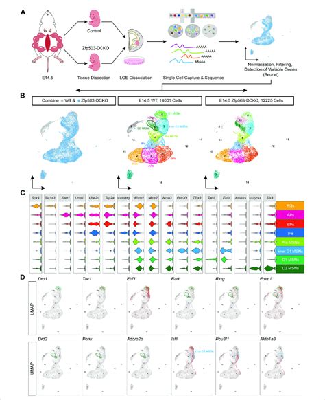 The Maturation Of D1 Msns Occurs Earlier Than That Of D2 Msns A Download Scientific Diagram