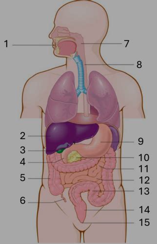 Digestive System Flashcards Quizlet
