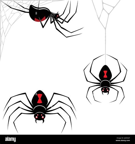 Black Widow Spider Vector Design Spider Latrodectus Mactans Arachnid With Cobweb Stock Vector