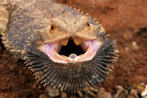 Why Do Bearded Dragons Open Their Mouths 8 Interesting Reasons