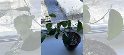 Лимонное дерево с плодами купить в Хабаровске Товары для дома и дачи Авито