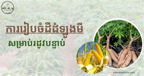 ក្រោយពេលប្រមូលផលដំឡូងមីរួចតើយើងគួរដាំដំឡូងទៀតឬដាំដំណាំផ្សេង នាទីកសិកម្ម Kaksekam Time