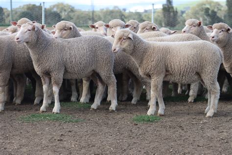 Lot 262 225 Mixed Sex Suckers Auctionsplus