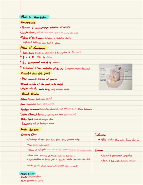 Reproductive Midterm Notes March Reprotration Gametogenesis Formation A Studocu