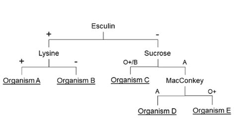 MCB Final Exam Flashcards Quizlet