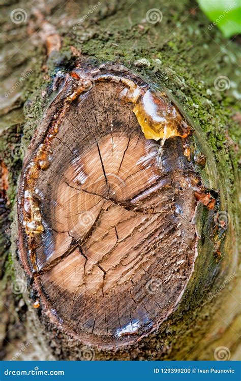 Tree Sap Oozing Stock Photo Image Of Drip Environment 129399200