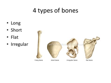 Practicum And Lecture Exam 2 Ch 7 Appendicular Skeleton Flashcards Quizlet