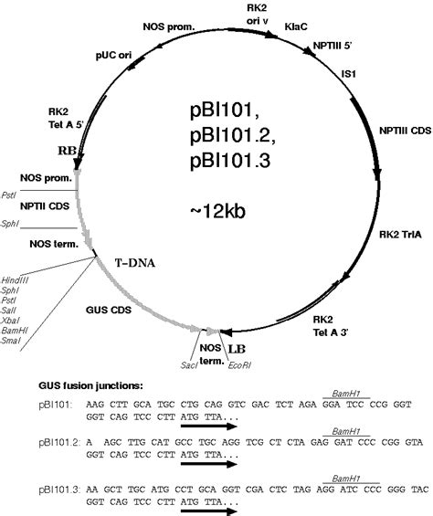 Pbi101 And Pbi121 Binary Vectors And Gus Fusion Site Sequence Showing
