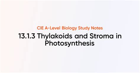 Thylakoids And Stroma In Photosynthesis 1313 Cie A Level Biology