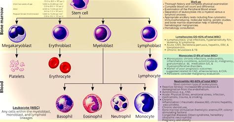 Evaluation Of Leukocytosis Medical Infographics