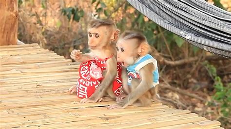 Cutie Baby So Adorable Baby Sit Politely Entertainment Youtube