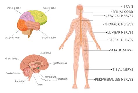 Page 4 Images De Anatomie Corps Humain Téléchargement Gratuit Sur