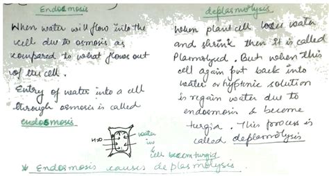 What Is The Difference Between Endosmosis And Deplasmolysis