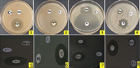 Disk Diffusion Analysis On Gram And Gram Bacteria Ne Nano Download Scientific Diagram