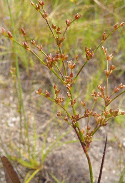 Small Headed Rush Juncus Brachycephalus
