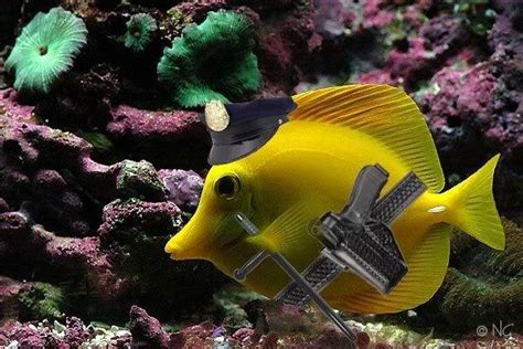 Question Of The Day Small Tank Tangs Have You Kept A Bristletooth Tang Reef2reef
