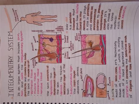 Musculoskeletal System