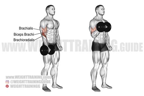One Arm Dumbbell Reverse Curl Exercise Instructions And Video