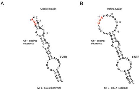 Secondary Structure Predictions At The Nucleotides Immediately Download Scientific Diagram