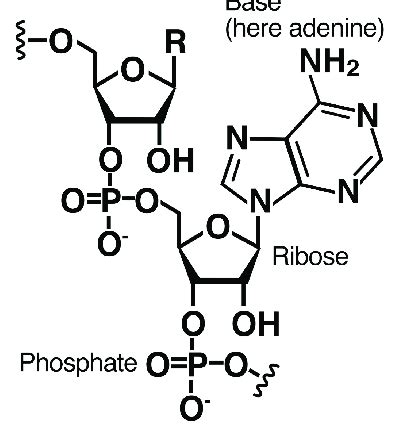 Structure Of RNA The Organic Building Blocks Of RNA Are The Sugar Download Scientific Diagram