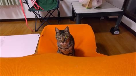 狙った獲物は逃さないタイプのシマちゃん Youtube