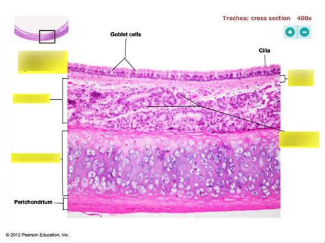 Trachea Respiratory Histology Diagram Quizlet