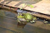 Free Picture Rana Catesbeiana Bullfrog Frog Wild Habitat