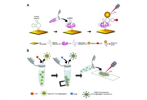 Schematic Representation Of Aptamer Based Sers Assays For Ctni A The Download Scientific