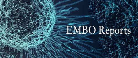 Embo Rep 中国科学技术大学王毅团队揭示ccne2乳酸化修饰促进肝细胞癌进展的新机制 知乎